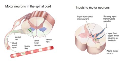 Lecture 12 And 13 In Depth Analysis Of Somatic Motor Control Flashcards Quizlet