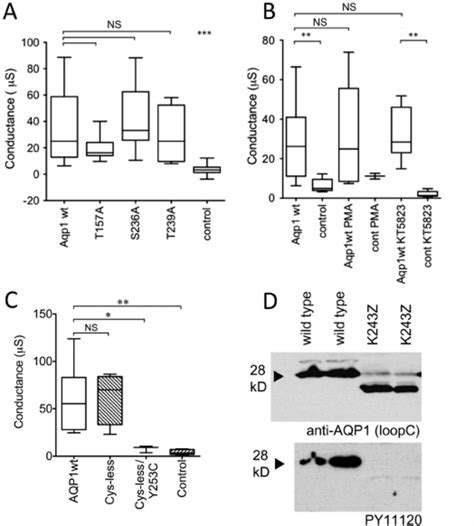 Tyrosine Phosphorylation But Not Serinethreonine Phosphorylation