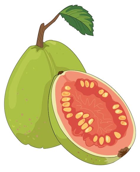 Imágenes De Dibujo Guayaba Descarga Gratuita En Freepik