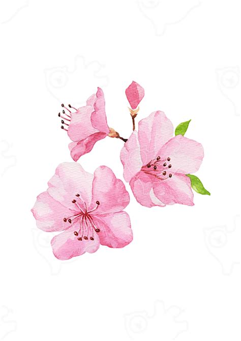 진달래꽃 수채화 Panda 네이버 Ogq마켓