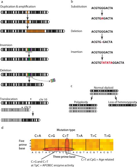 Mutation Types In Breast Cancer Structural Variants Or Rearrangements Download Scientific