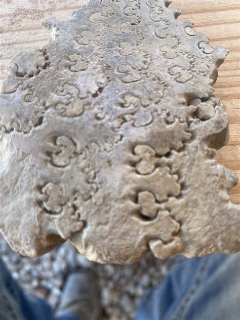 Texas Cretaceous Unknown Fossil Id The Fossil Forum