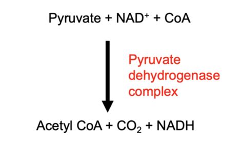 Biochem Ch 17 TCA Cycle Exam 3 Flashcards Quizlet