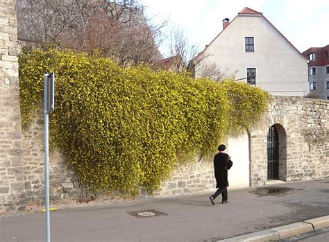 Winter Jasmine Jasminum Nudiflorum Pictures And Information