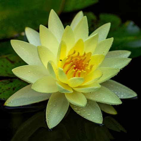 Water Lily Flower Yellow Free Photo On Pixabay Pixabay