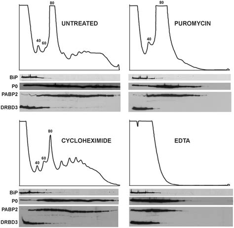 Trypanosome Lysates Were Subjected To Sucrose Gradient Separation In