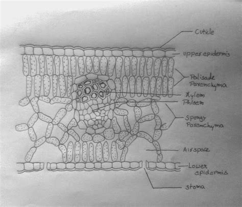 DRAW IT NEAT How To Draw TS Of Leaf