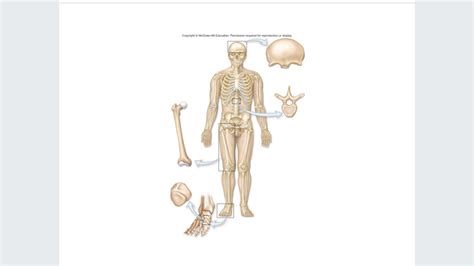 Classification Of Bone By Shape Diagram Quizlet