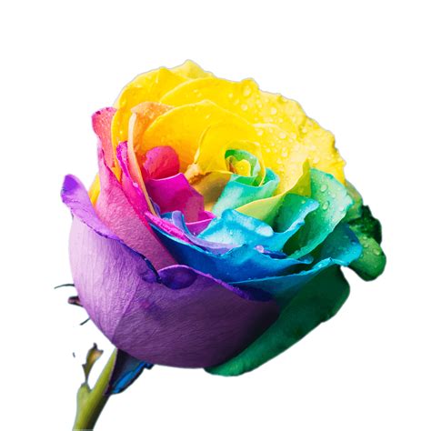 Rainbow Flowers Background