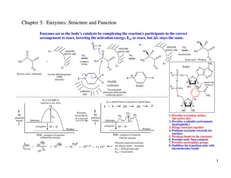 SOLUTION Chemistry Enzymes Structure And Functions Studypool