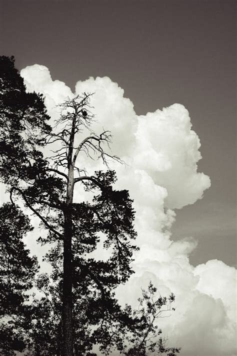 경치 경치가 좋은 고요한 구름 경치 구름층 나무 나무 실루엣 대기의 대조 드라마틱한 러스틱 바위투성이의 북유럽 인 블랙 앤 화이트 삼림지대 소나무