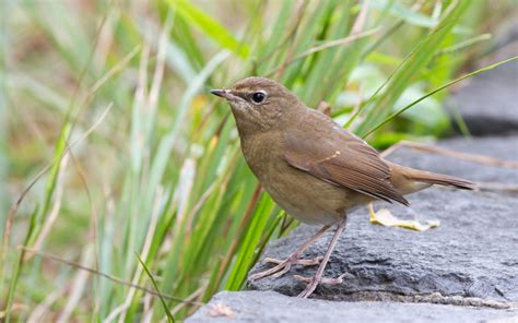 Коричневая птичка 45 фото красивые фото и картинки Pofoto Club