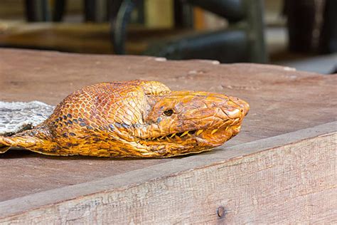 Stuffing Python S Head On The Table Natural Stuff Serpent Photo