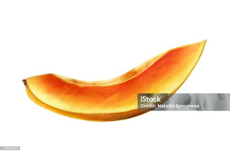수채화 달콤한 잘 익은 파파야 또는 멜론 조각 손으로 그린 사실적인 맛있는 유기 그림 이국적인 열대 과일 배경에 고립되어 있습니다 디자이너 결혼식 장식 엽서 포장지 스크랩북