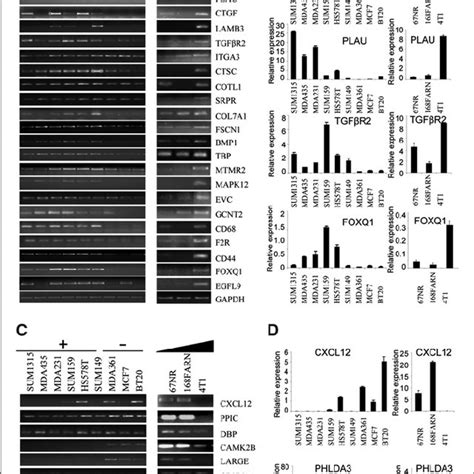 confirmation of the microarray results rt pcr and quantitative