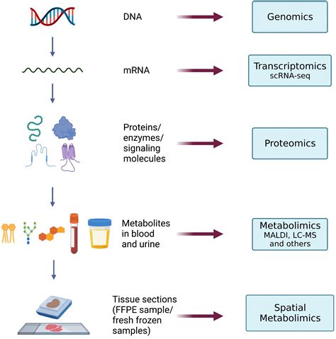 Frontiers Spatial Metabolomics In Head And Neck Tumors A Review