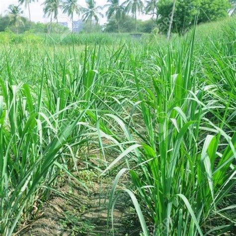 Organic Cowbuffalo Grass Seeds Multi Cut At Rs 39000 Lawn Grass