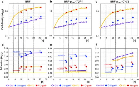 Effect Of Tup1p Or Cyc8p Induction On Adhesivity Of Cells In Different Download Scientific