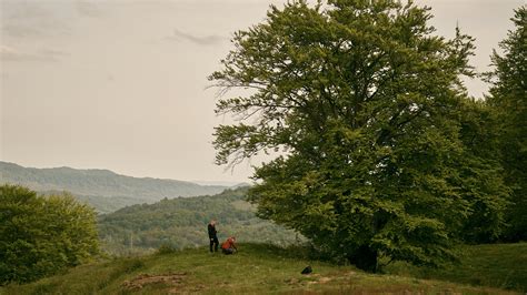 Seeing The Forest And The Trees The New York Times