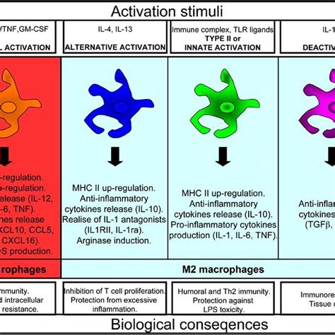 Pdf Dendritic Cells And Macrophages Same Receptors But Different Functions