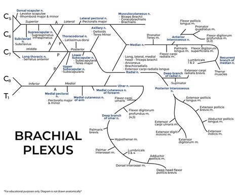 Complete Brachial Plexus Diagram Plexus Products Brachial Anatomy My Xxx Hot Girl