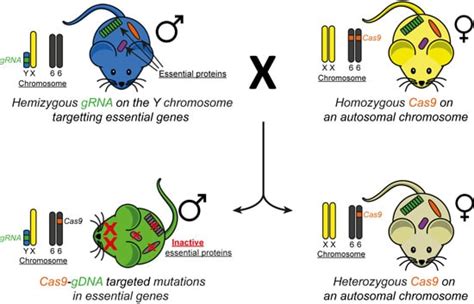 Single Sex Offspring Selected Using Crispr Gene Editing In Mice