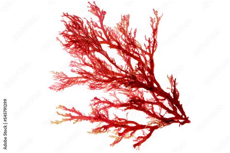 Red Algae Definition At Lisa Hawke Blog
