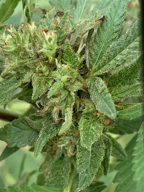 Whats Going On W Bud In First Pic Caterpillar Bites If So Should I Clip Second Pic What Most