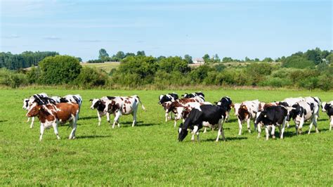 Precision Livestock Farming In Pasture Based Dairy Systems Monitoring Grazing Behavior Wikifarmer