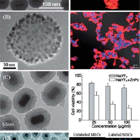 Surface Functionalization Of Nanoparticles With Biopolymers A Direct