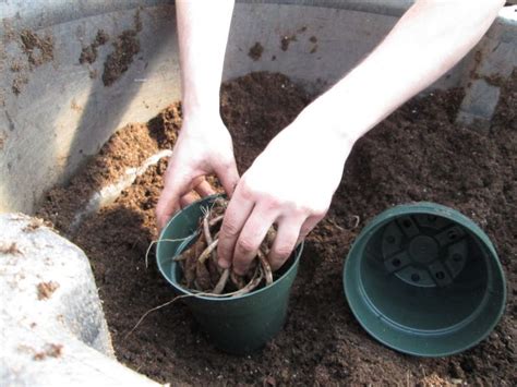 Potting Up Dahlia Tubers Growing Flowers Beautiful Flowers Plants