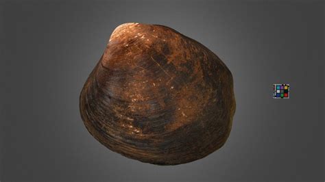 Clam 3d Models Sketchfab