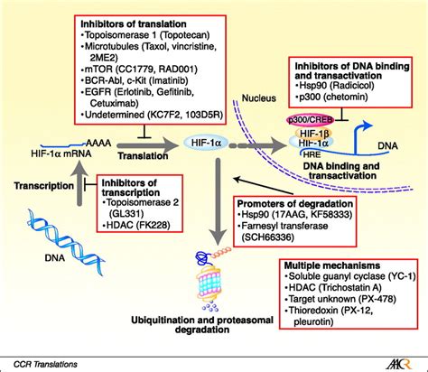 Pathways of HIF α synthesis degradation and regulation of HIF Download Scientific Diagram