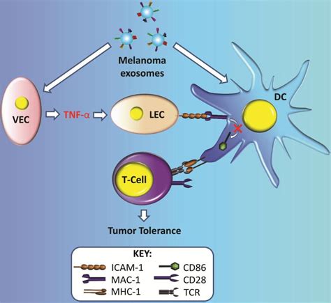 Melanoma Exosomes Enable Tumor Tolerance In Lymph Nodes Pmc