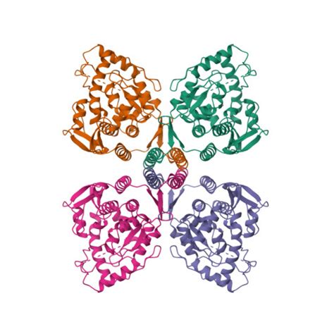 Tyrosine Hydroxylase Structure