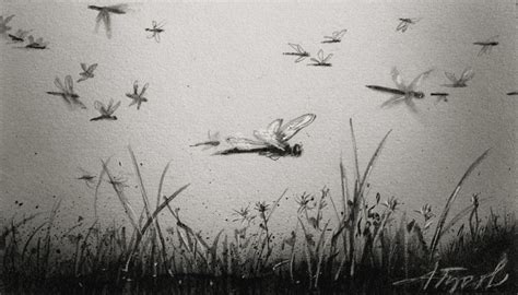 Fall Dragonfly Migration New York Almanack