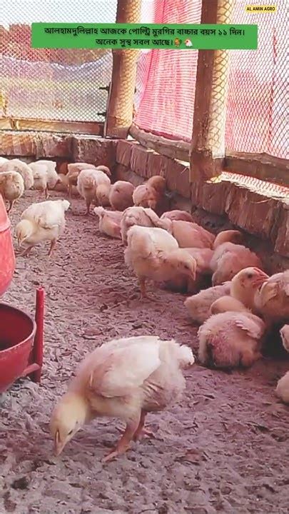 আলহামদুলিল্লাহ আজকে পোল্ট্রি মুরগির বাচ্চার বয়স ১১ দিন। Youtube