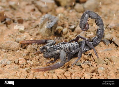 Scorpion Hottentotta Franzwerneri Adult In Desert Morocco Stock