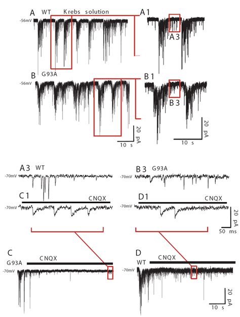 A And B Two Representative Traces Of Spontaneous Bursting Activity