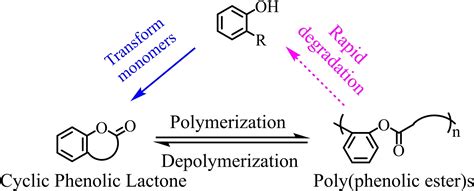 Advances In The Synthesis Of Polyphenolic Esters Via Ring‐opening