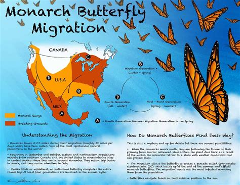 Artstation Monarch Butterfly Migration Infographic