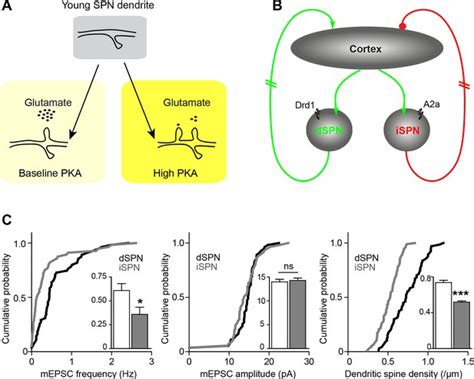 Neuromodulation Of Excitatory Synaptogenesis In Striatal Development Elife