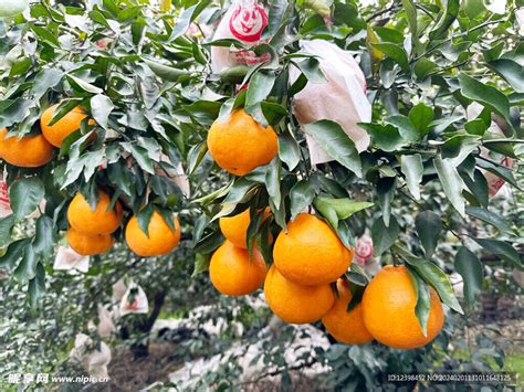 耙耙柑摄影图 水果 生物世界 摄影图库 昵图网