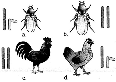 Sex Determination Recommended MCQs Questions Principles Of Inheritance Variation Botany