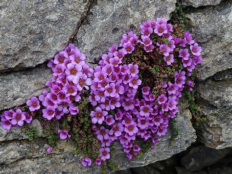 Комнатное растение камнеломка виды и 54 фото