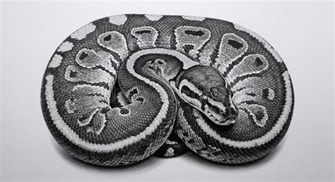 Ball Python Coiled Up Close Up In Black And White Still Life Stock
