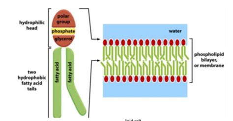 Lecture 1 Cell Flashcards Quizlet Lecture 1 Cell Flashcards Quizlet