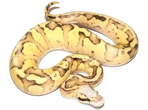 Lucifer Vanilla Pastel Ball Python Morph