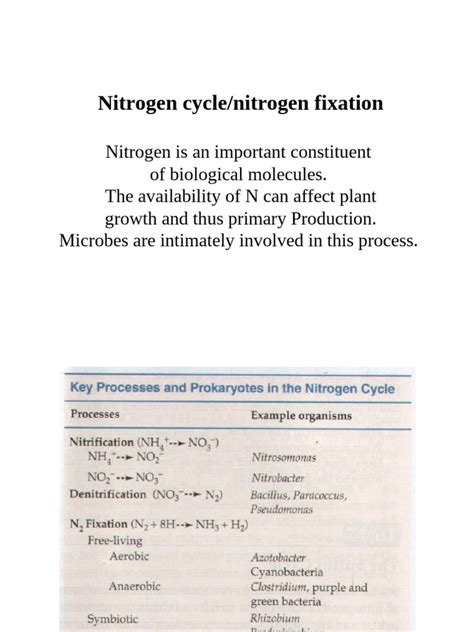 Nitrogen Fixation Pdf Nitrogen Metabolism