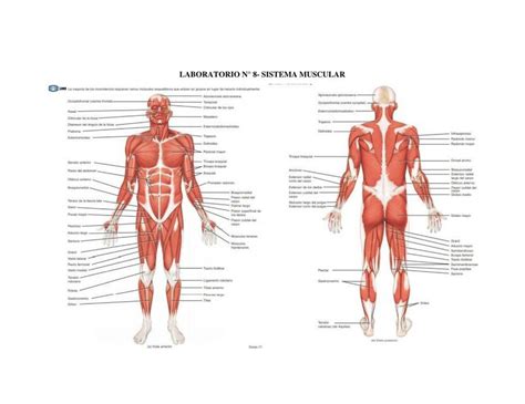 Sistema Muscular Michele Dubón Udocz